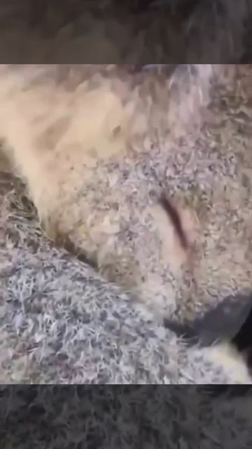 Коалы спят по 18-22 часа в сутки