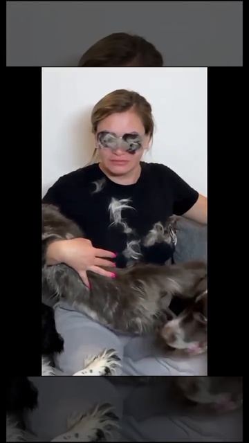 В нашем доме шерсти нет! #котята #веселыекоты #cat #kitten #прикольныекоты #собака