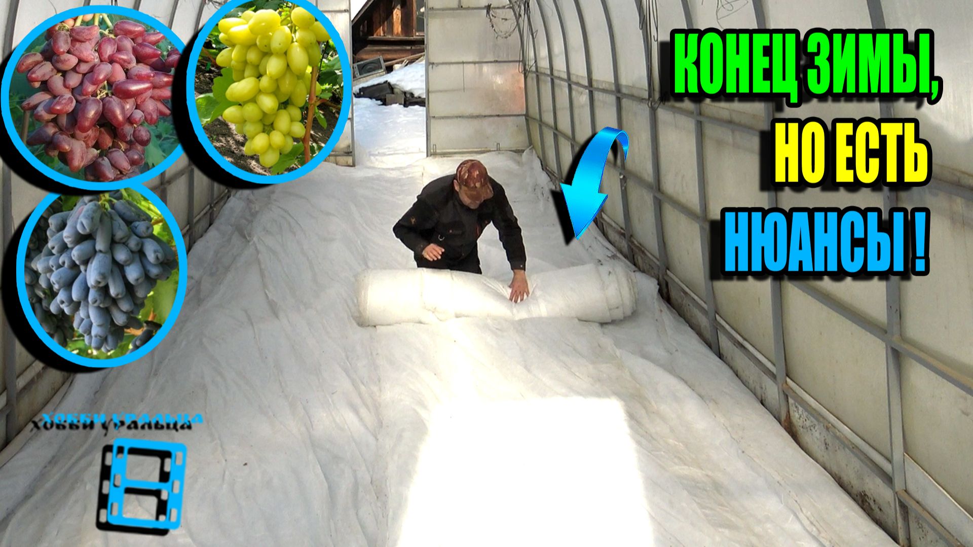 ПОРА УБИРАТЬ ВЕРХНЕЕ УКРЫТИЕ С ВИНОГРАДА В ТЕПЛИЦЕ. СЕВЕРНЫЙ ВИНОГРАД 26-04