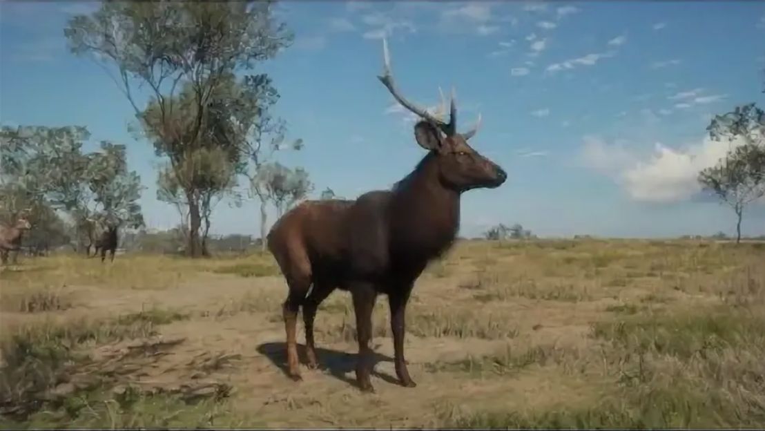 theHunter Classic-тропические леса Австралии,залив Пиккабин-Бей-Индийский олень