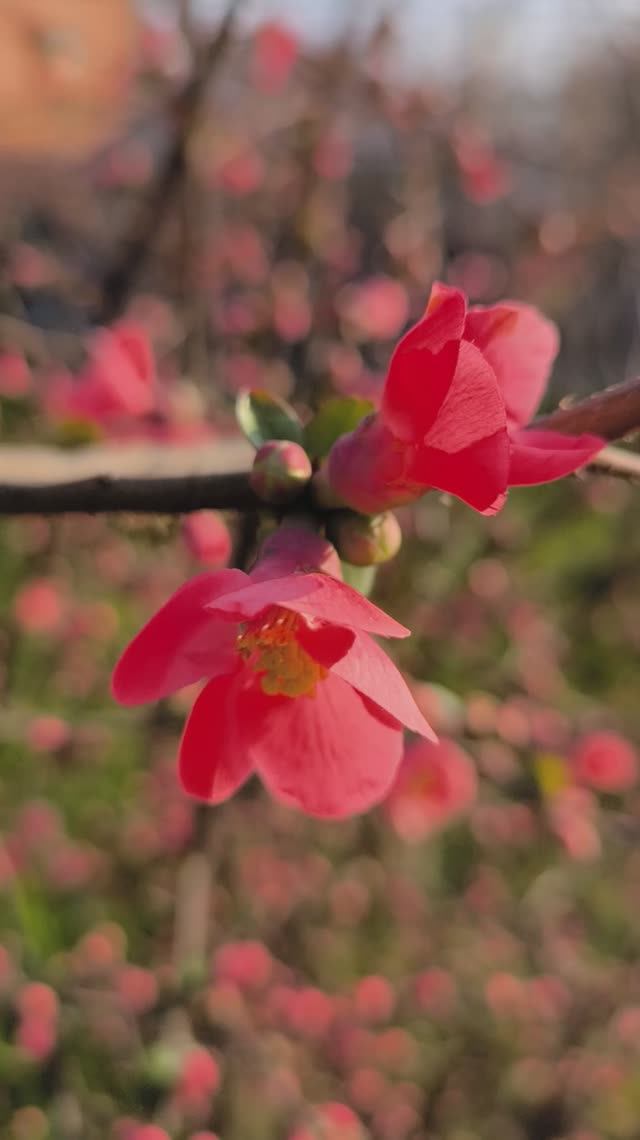 😀🌸18 МАРТА НА КУБАНИ ЦВЕТЁТ АЙВА. ВЕСНА ВСЕ БЛИЖЕ. АКТИВНЫЕ ВЕГЕТАТИВНЫЕ ПРОЦЕССЫ ПРИРОДЫ