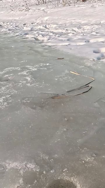 Главное в ловле уклейки