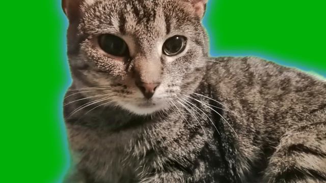 Фотосессия Мышки