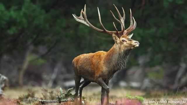 #Коран#АльБакъара#СамыеКрасивыеМеста#Relaxation##Islam#Quran#AlBaqarah'#Minshawiy #4кВидео#37часть#