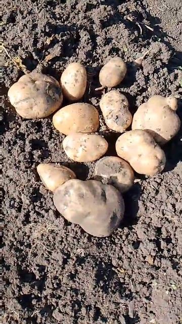 24 августа. Выкопка картофеля в неподготовленной почве