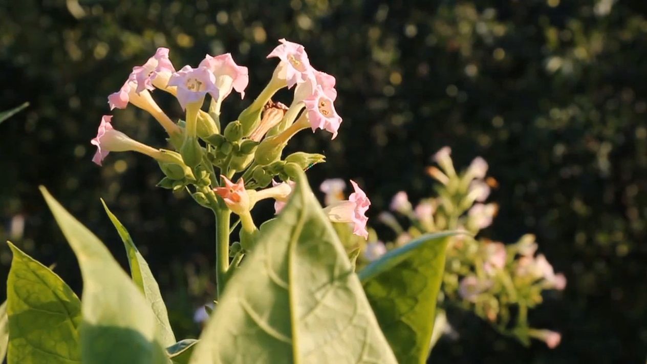 «ТАБАК НА ОГОРОДЕ: УКРЫТИЕ СОЦВЕТИЙ В ИЮЛЕ И АВГУСТЕ - 8 лет назад» «Сады порока» 2 сезон 10 серия