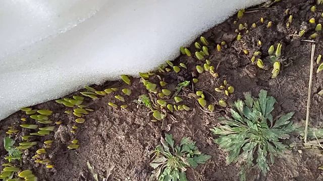 Нарциссы тянутся к солнцу: чем подкормить в марте