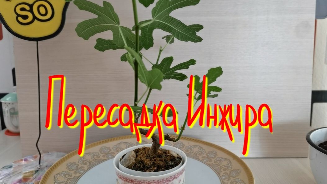 Пересадка Инжира путем перевалки
