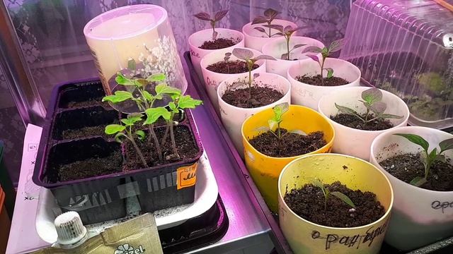 2296.  Рассадный 2026 г.Вторая подкормка перцев.