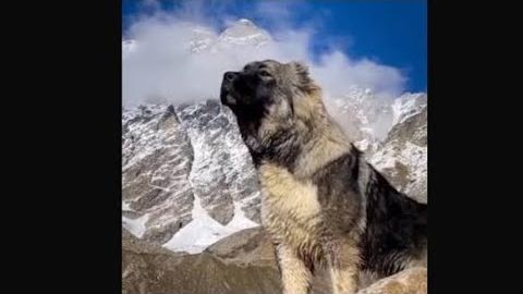 ВЕРНЫЙ ДРУГ МОЕГО ДЕДА…