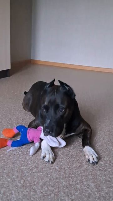 С любимой игрушкой❤️