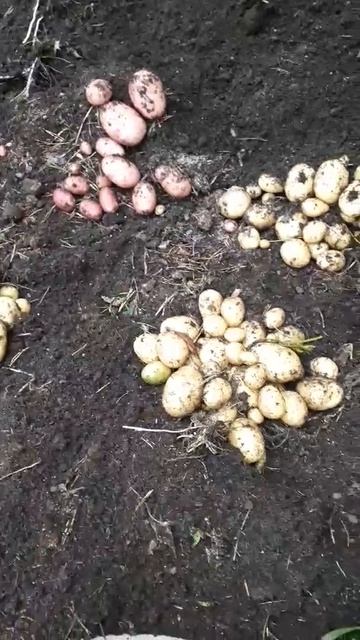 20 августа. Лариса Лавриненко. Опыт выращивания картофеля. Выкопка на высокой грядке