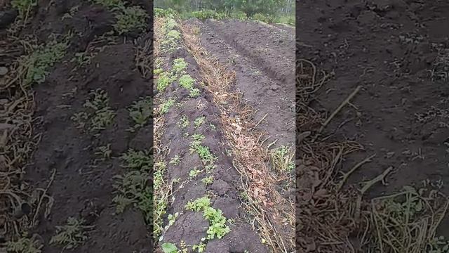 6 сентября. Место под картофель осенью. Часть 2