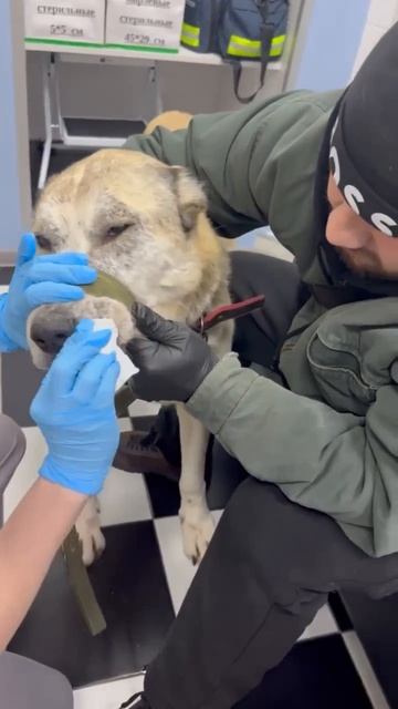 Болеет наша Амина 🌸.Пост в описании 🎥. 🆘🙏💯🙏💊🩺🙏 #dog #собака #алабай  #овчарка #любовь #сао