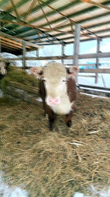 Время, когда не до смеха. Просто смотрим 😔🐐