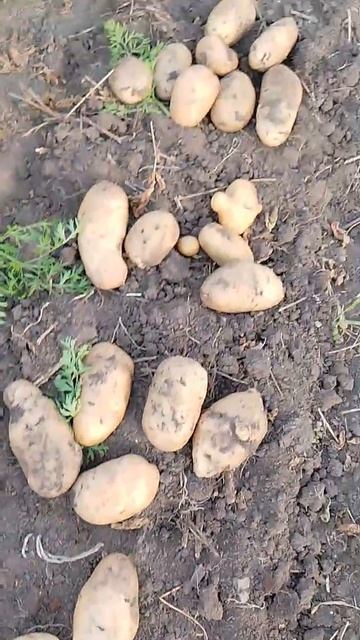 18 августа. Уборка картофеля. Часть 5. Сорт Мона Лиза