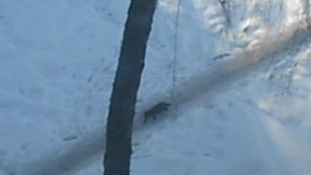 Кошарик идет. Ранняя весна 2026. DSCN7591