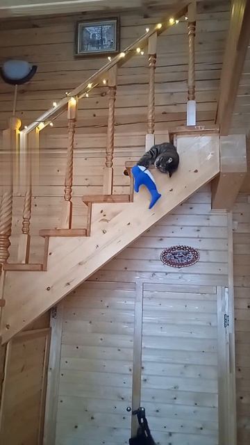 Самый ловкий кот