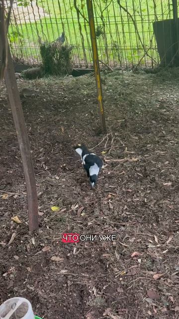 Крысы в курятнике. Австралия