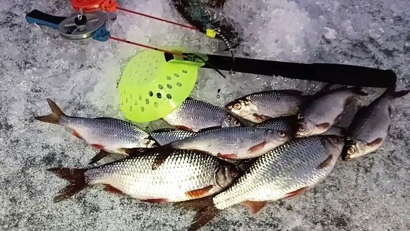 С безмотылкой в затон реки Ахтуба за плотвой.