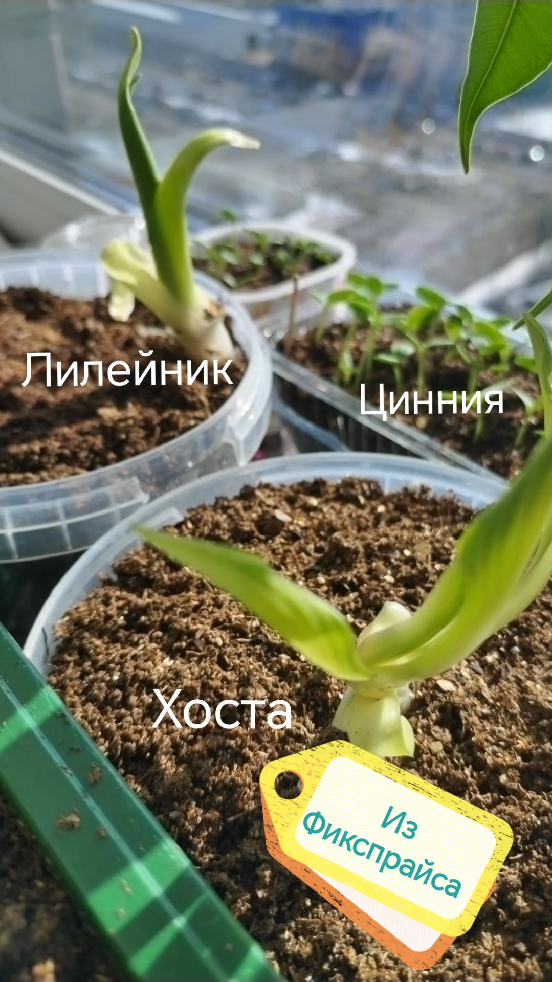 Рассада цветов на подоконнике на кухне. #рассадацветов, #цинния, #мимулюс