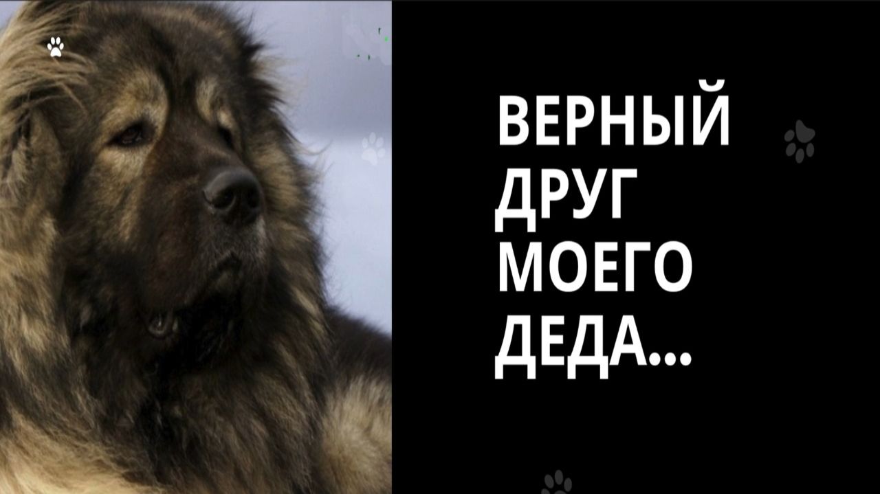 ВЕРНЫЙ ДРУГ МОЕГО ДЕДА…