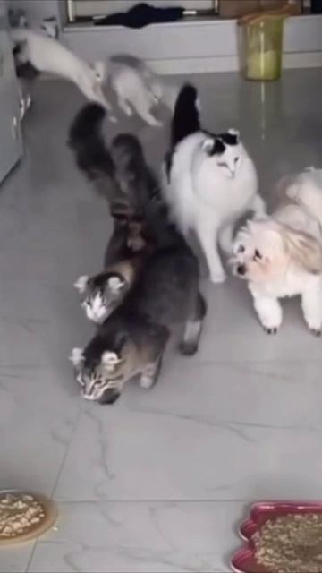 Смешные коты #115-7