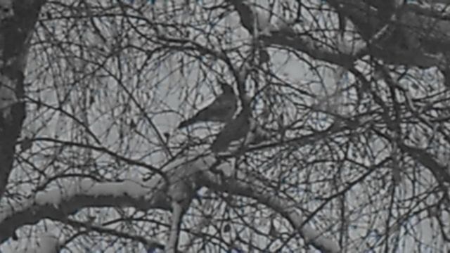 Парочка ворон в снегопад 1551845. DSCN7348