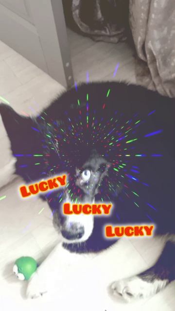 Видеоклип LuckyWolf