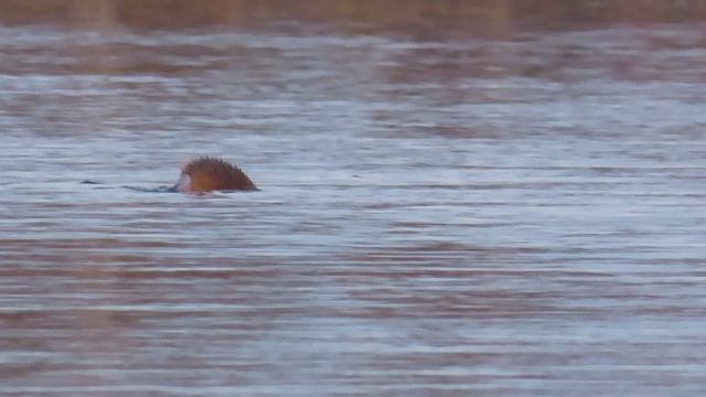 Кадры дня 16 марта 2026 / Ижора. Межстоличье.