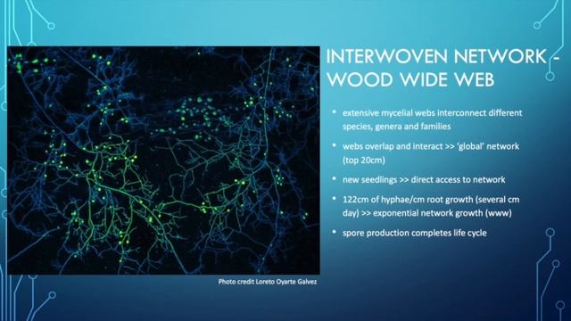 Урок 4.2 - Методы обмена питательными веществами, распространения и колонизации АМ грибов