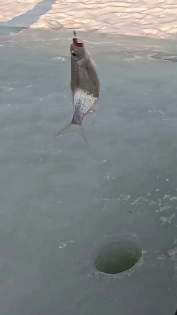 Поклевка густеры