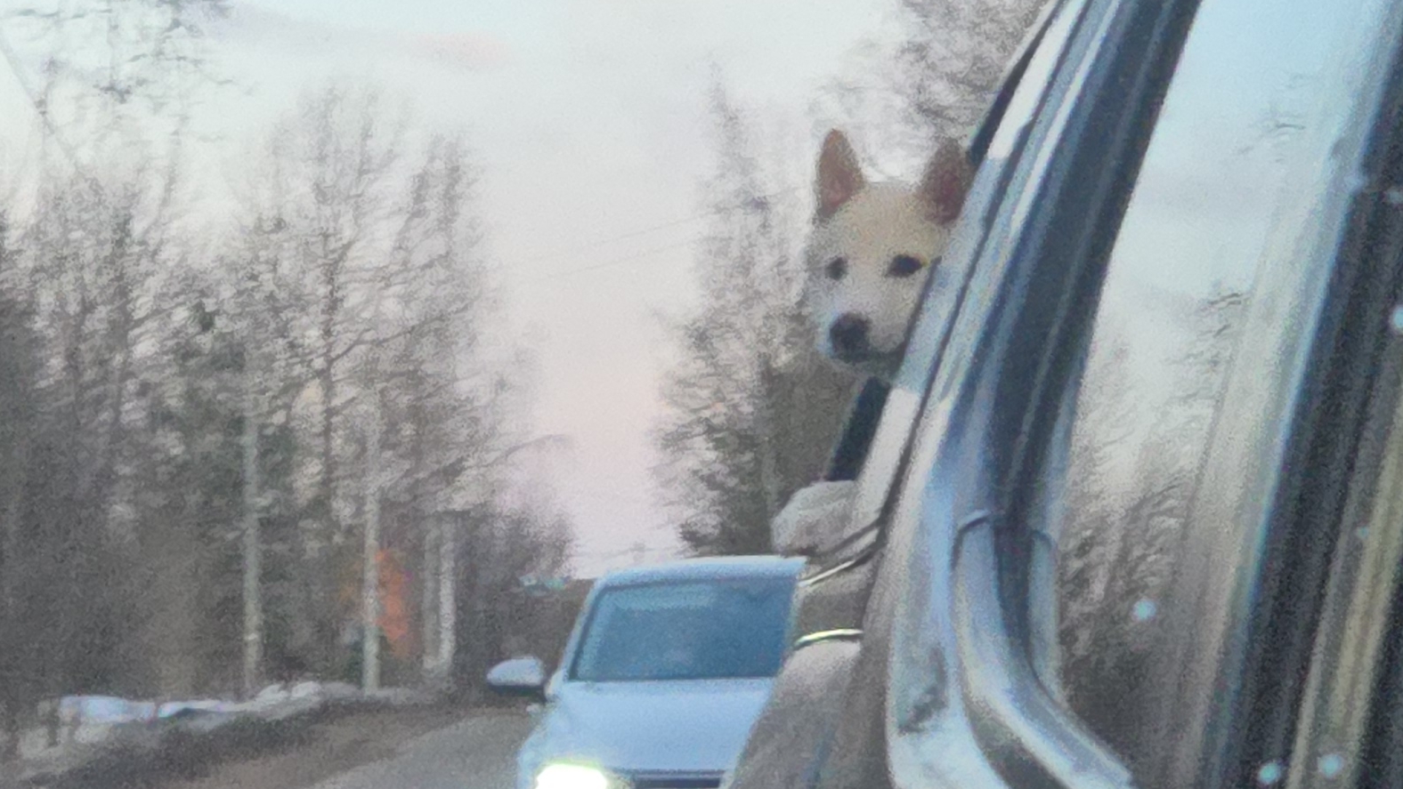 Кобели со мной