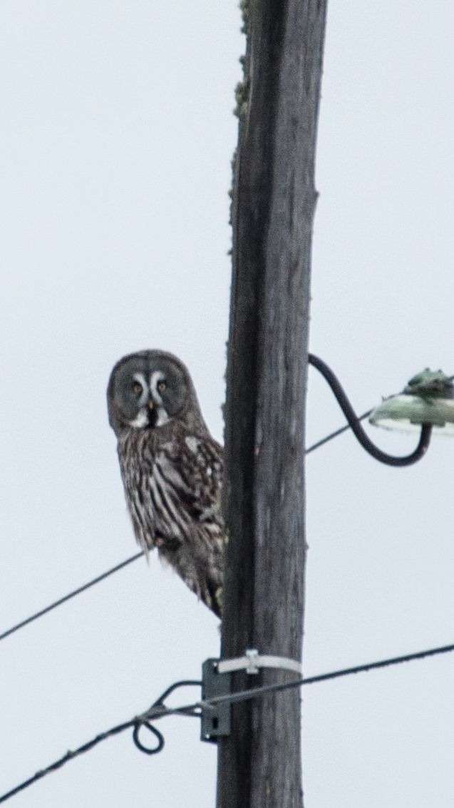 Бородатая неясыть у нас на даче