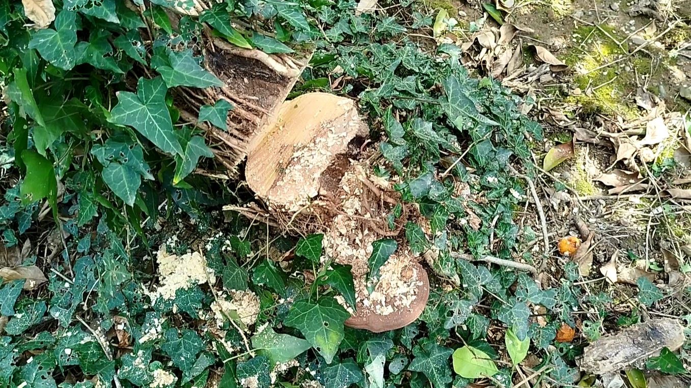 Сорняковый Мандарин)