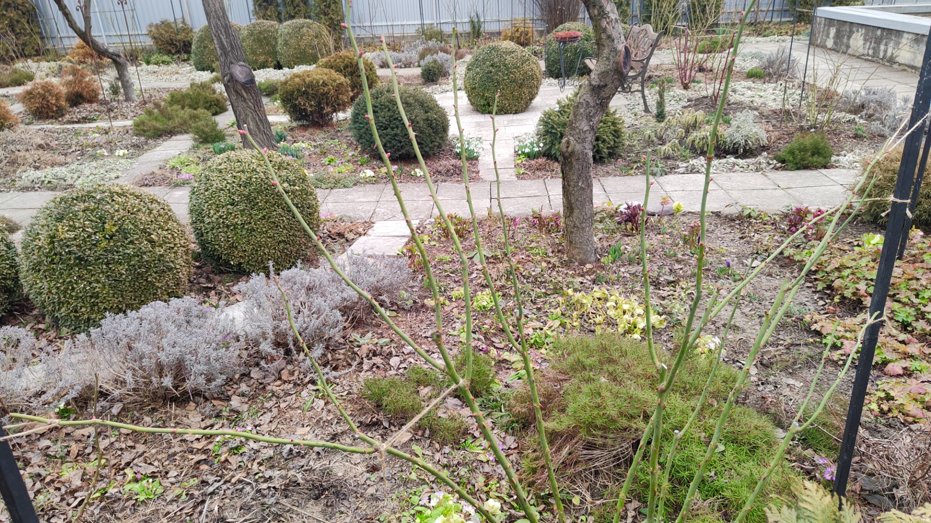 Распустились ирисы сетчатые и морозники. В саду хозяйничает чёрный дрозд. Прогулка 18.03.2026 г.