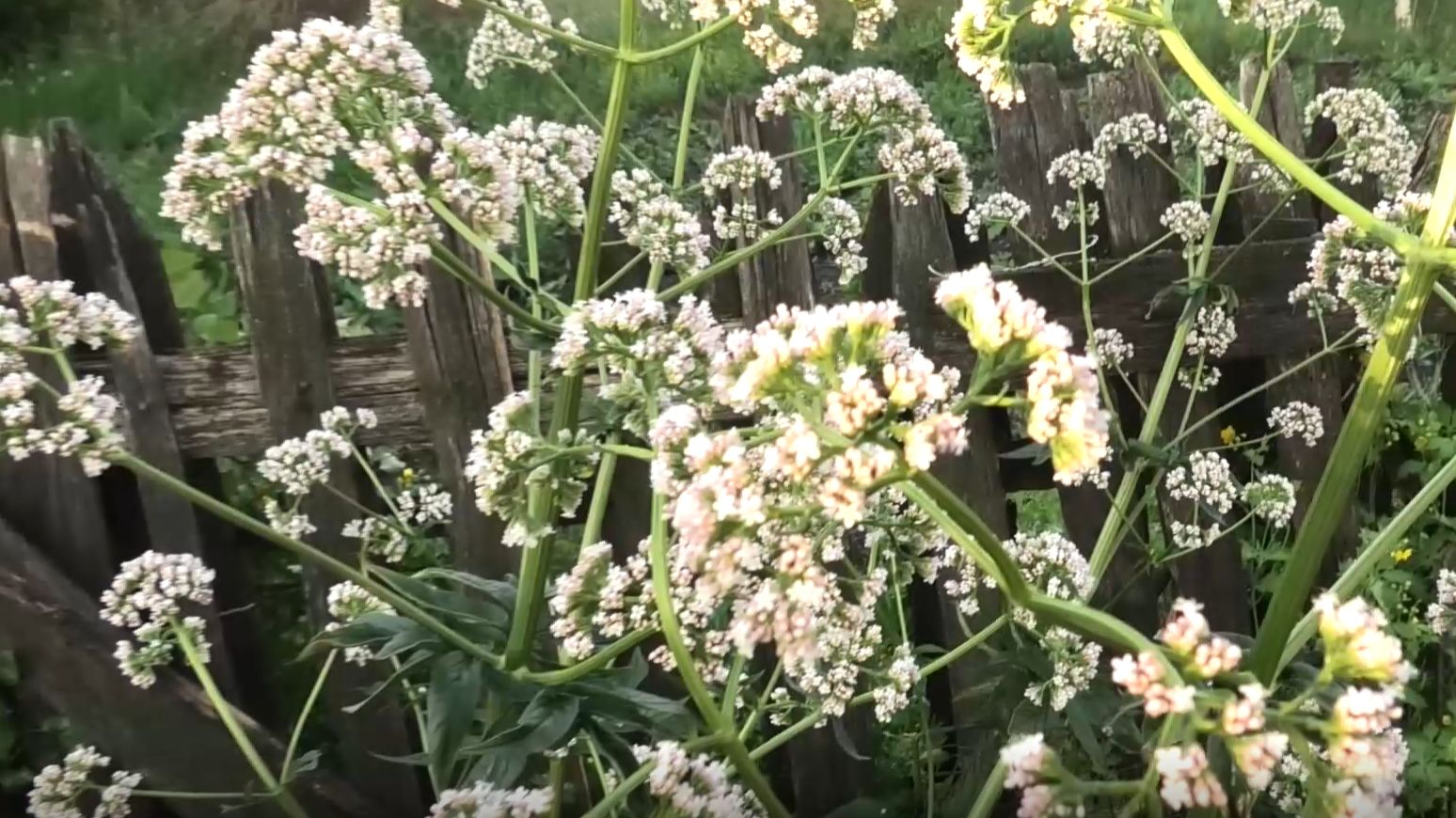 Первые всходы валерианы на рассаду