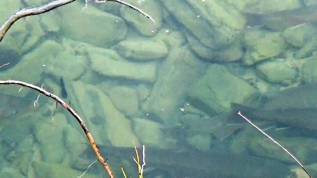 Рыба моя, Голец, Палия, Горбуша. Канин нос.