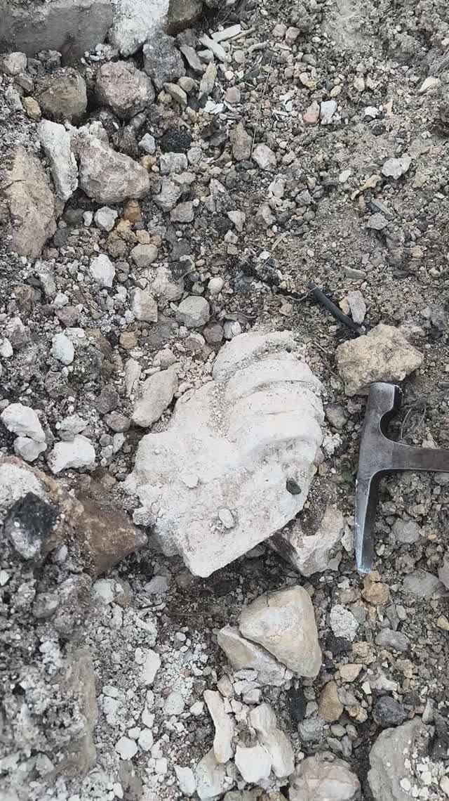 Campanile giganteum Крым Эоцен Крылова Лютый Центр Верха