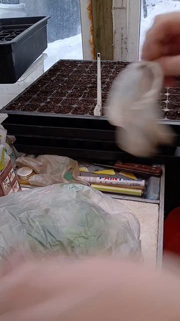 19.03.2026г. Клематисы: ранневесеннее черенкование.