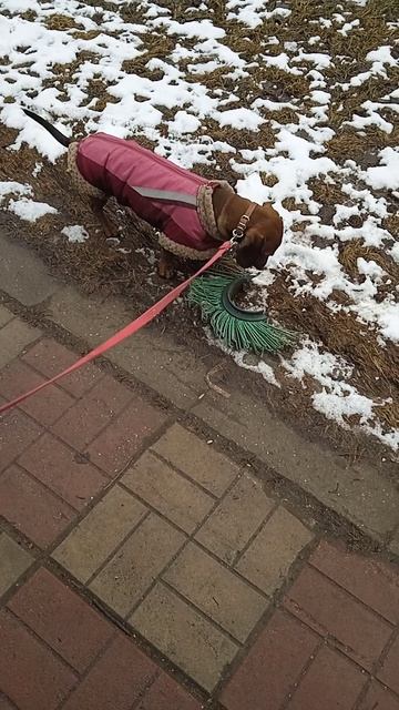 Любопытный нос