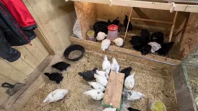 19 марта. Прикормка пшеницей пророщенной