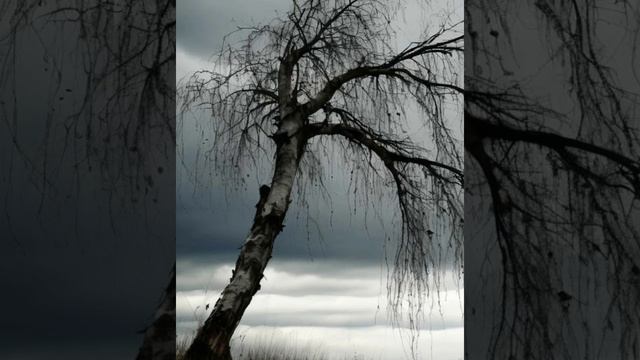 десять дней без фипиви