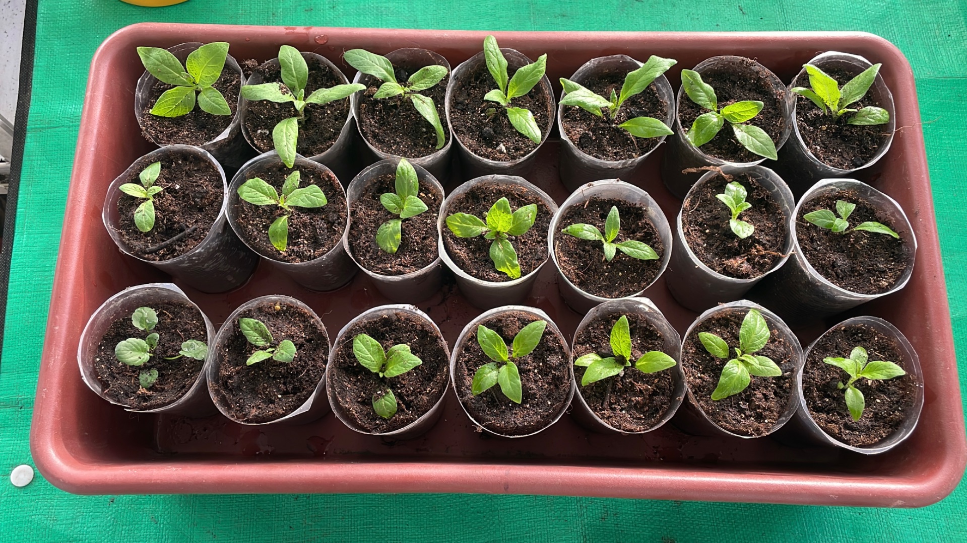 Пикирую цветы и томаты от посева 1 марта.