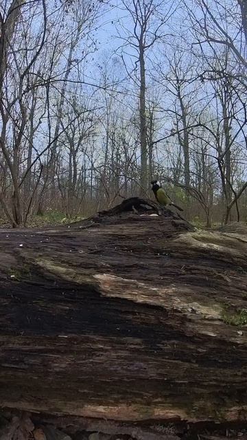 Лесная столовая