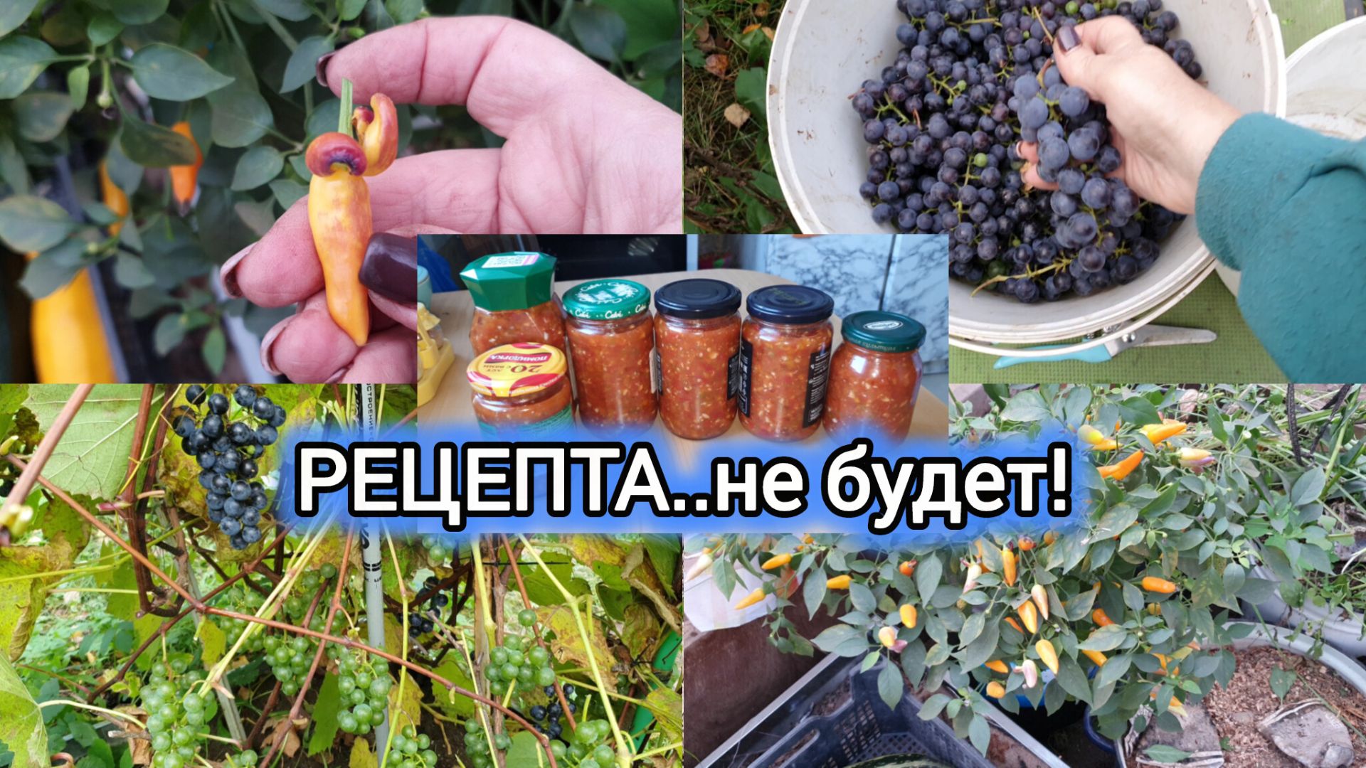 16.10.2024 ВИНОГРАД-сколько собрала_🍇РОГАТЫЙ ПЕРЕЦ!!!🌶Вайлдберртс-что купила!_🩲🤭