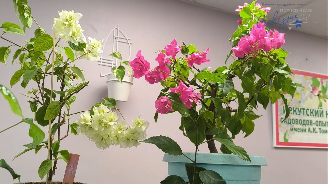 Выставка иркутского клуба садоводов-опытников им. А. К. Томсона 2026 (интервью)