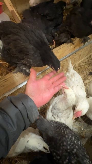 Кохинхины 19.03