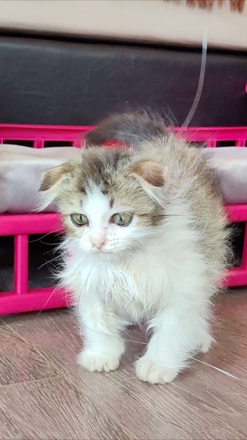 Котенок учится играть. Кошки и котята