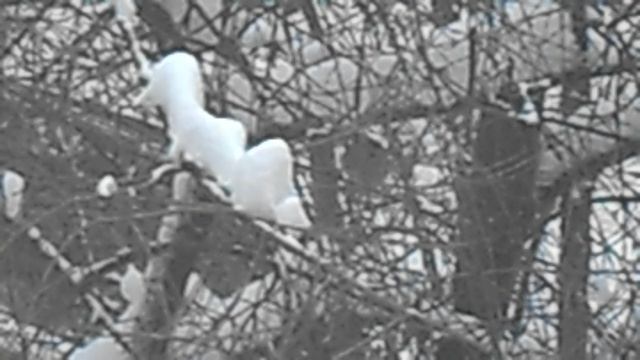 Свиристель 3 января 2026. DSCN7274